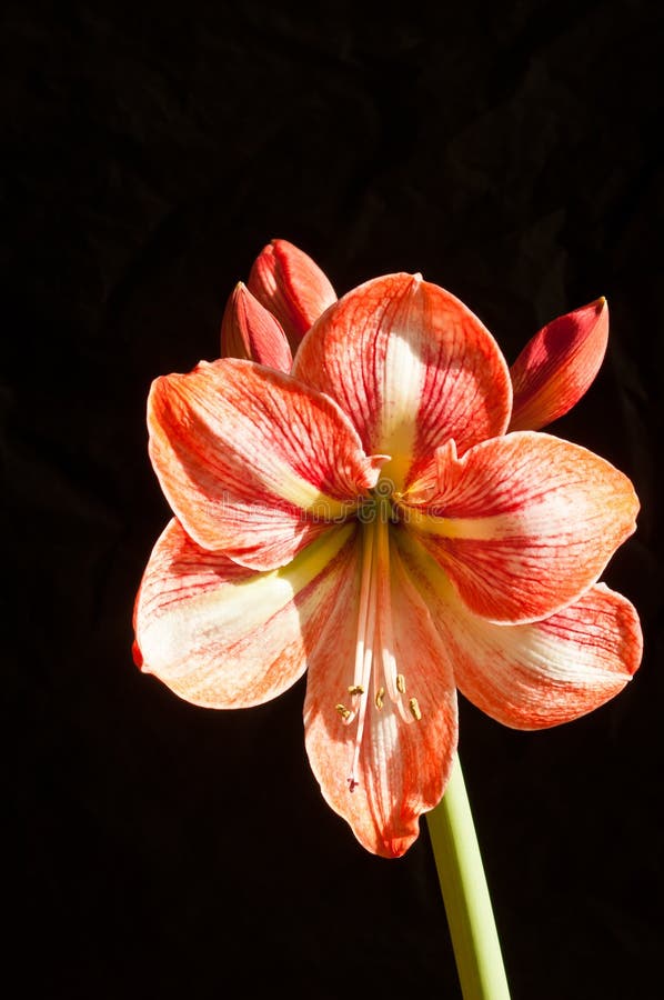 Flor Completa De Uma Flor De Amaryllis Foto de Stock - Imagem de macro ...