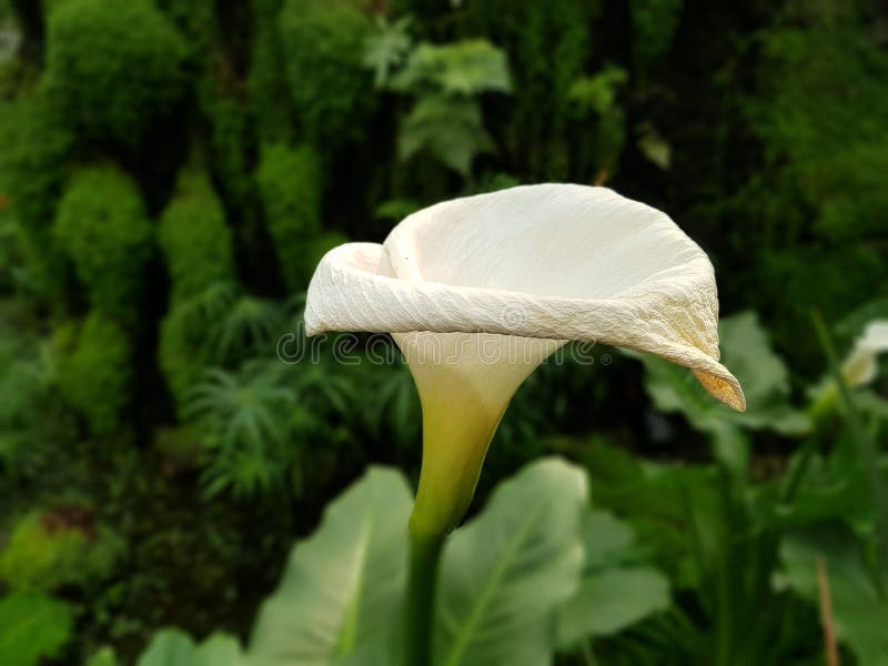 Alcatraz blanco imagen de archivo. Imagen de nantucket - 96784531