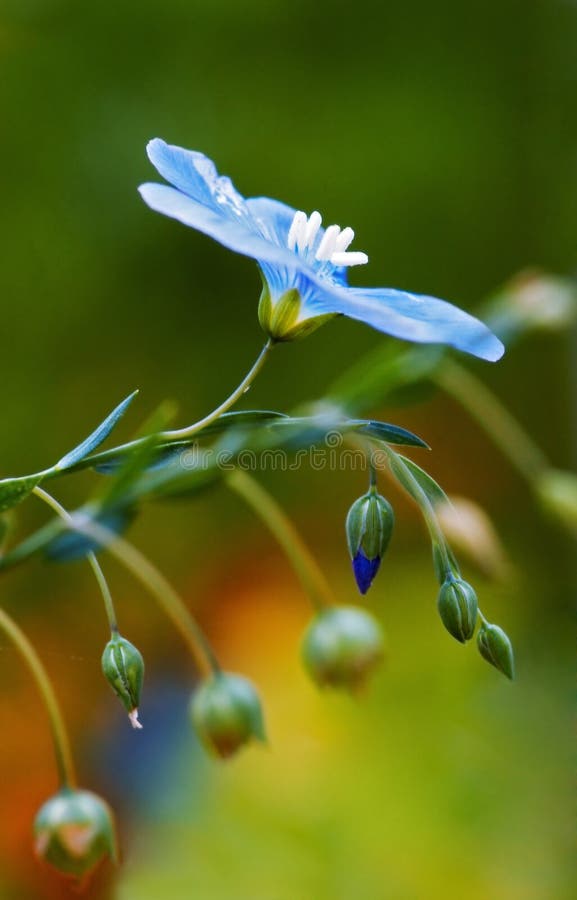 Linho comum foto de stock. Imagem de cultivado, velho - 111472178