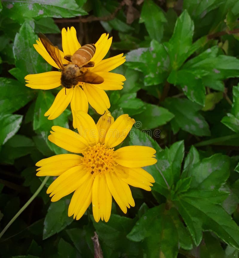 Flor con abeja imagen de archivo. Imagen de hoja, travieso - 219103031