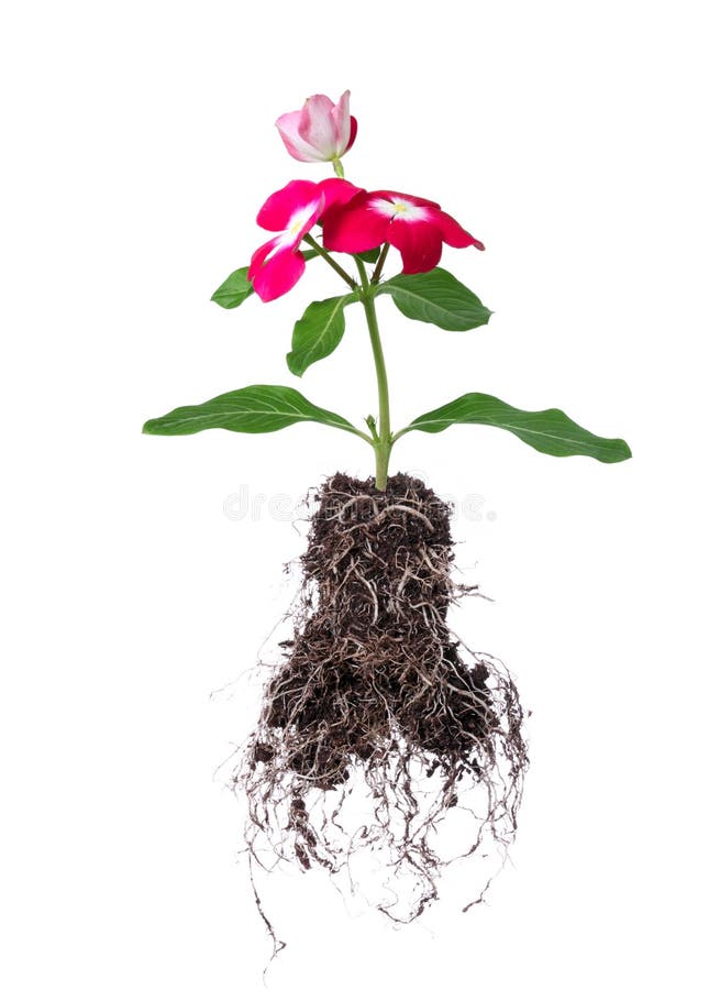 Flor Con La Raíz Aislada En Blanco Foto de archivo - Imagen de hojea ...