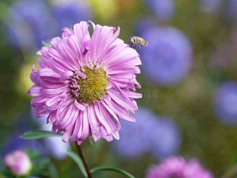 Flor con una abeja foto de archivo. Imagen de ayuda, fauna - 41602088