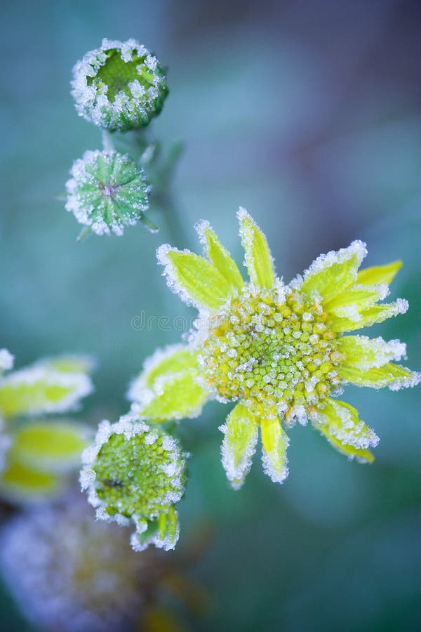 Flor congelada foto de stock. Imagem de frio, amarelo - 36951226