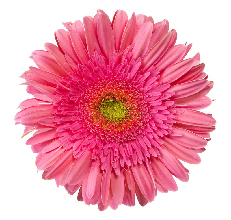 Flor cor-de-rosa imagem de stock. Imagem de vista, grande - 13013141