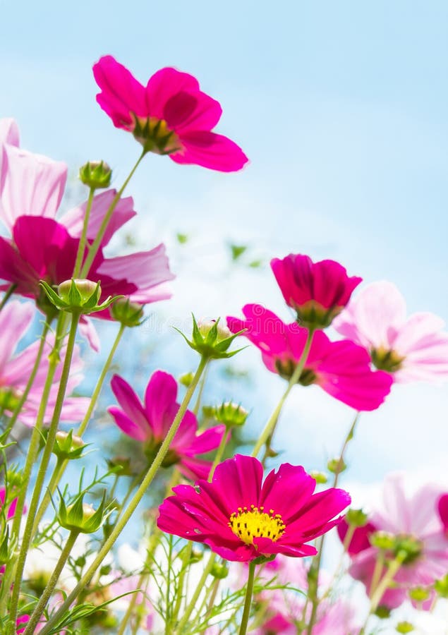 Flor cor-de-rosa imagem de stock. Imagem de crescimento - 18627723