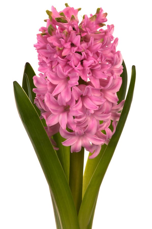 Flor cor-de-rosa foto de stock. Imagem de vertical, isolado - 4223778