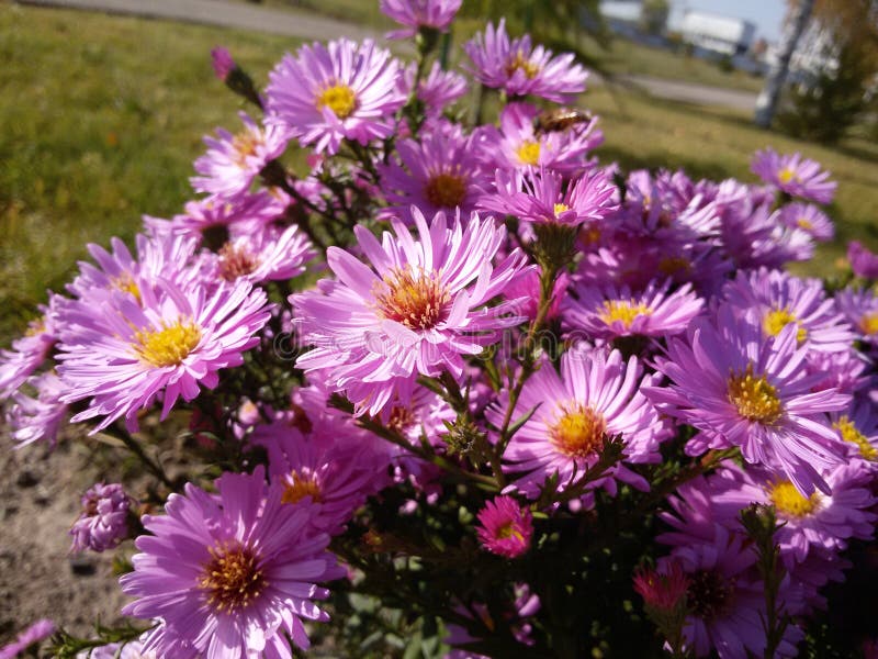 Flor cor-de-rosa imagem de stock. Imagem de planta, floral - 45514399