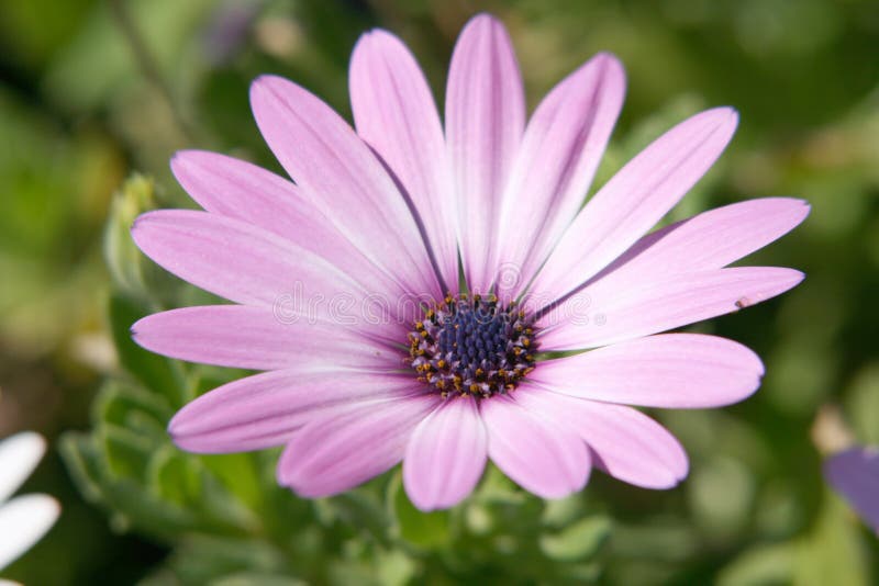 Flor cor-de-rosa imagem de stock. Imagem de orgânico, sazonal - 4622551