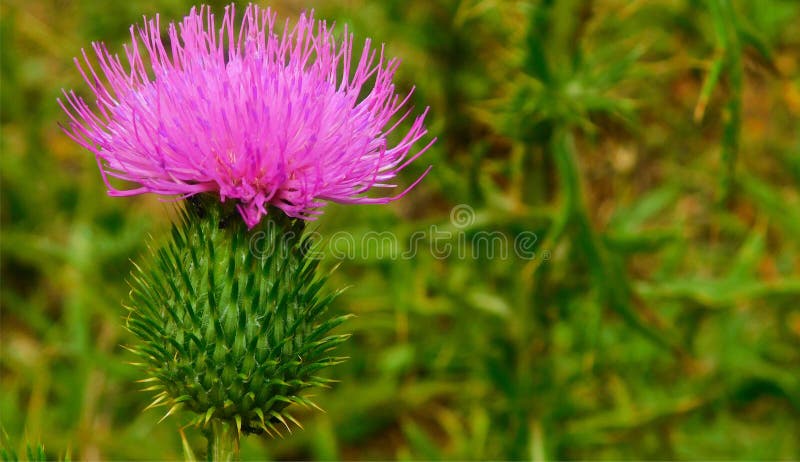 Flor Cor-de-rosa Bonita Do Cardo Foto de Stock - Imagem de prado ...
