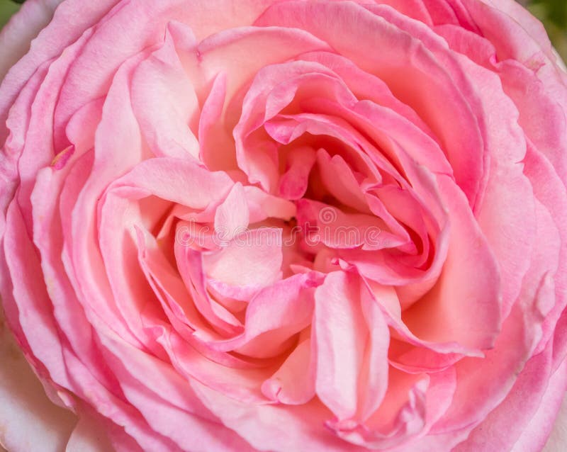 Flor Cor-de-rosa Da Cor-de-rosa Foto de Stock - Imagem de florescer ...