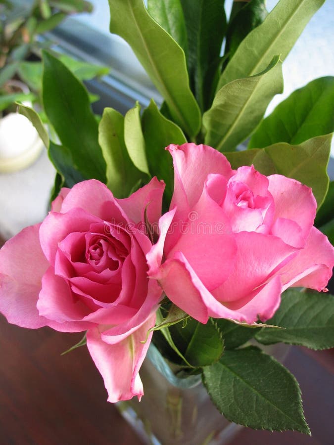 Flor Cor-de-rosa Da Cor-de-rosa Foto de Stock - Imagem de romance ...