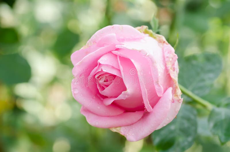 Flor Cor-de-rosa Da Cor-de-rosa Imagem de Stock - Imagem de mola, amor ...