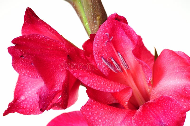 Flor Cor-de-rosa Da Flor Do Tipo De Flor Foto de Stock - Imagem de mapa ...