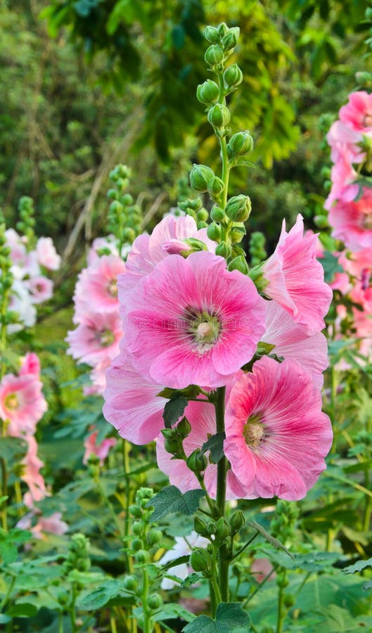 Flor Cor-de-rosa Da Malva Rosa Imagem de Stock - Imagem de nave, jardim ...