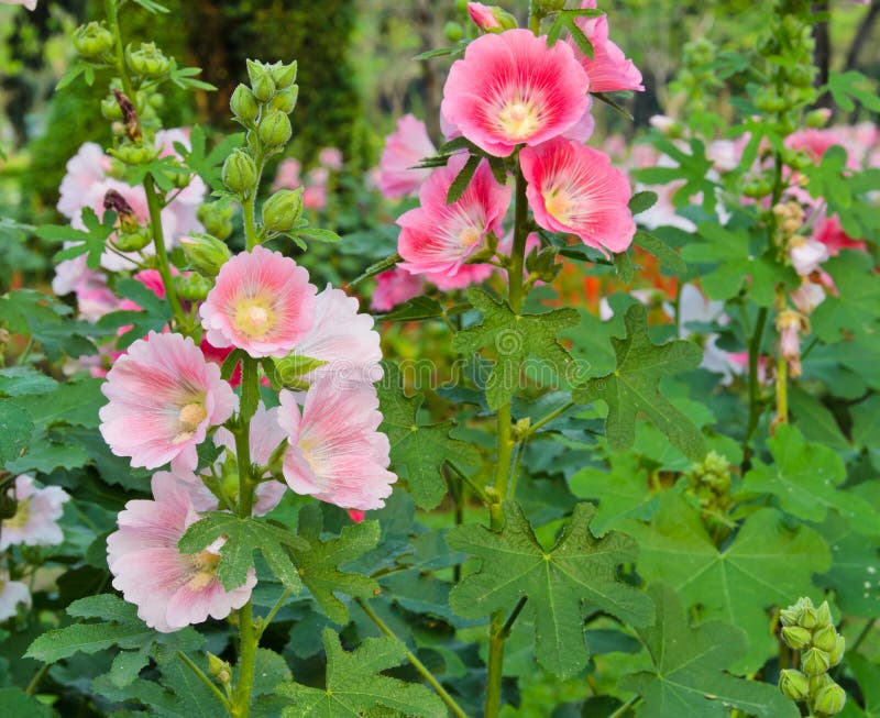 Flor Cor-de-rosa Da Malva Rosa Foto de Stock - Imagem de floral, bonito ...