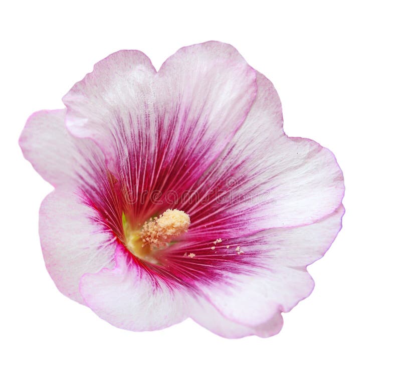 Flor Cor-de-rosa Da Malva Rosa Foto de Stock - Imagem de beleza, fundo ...