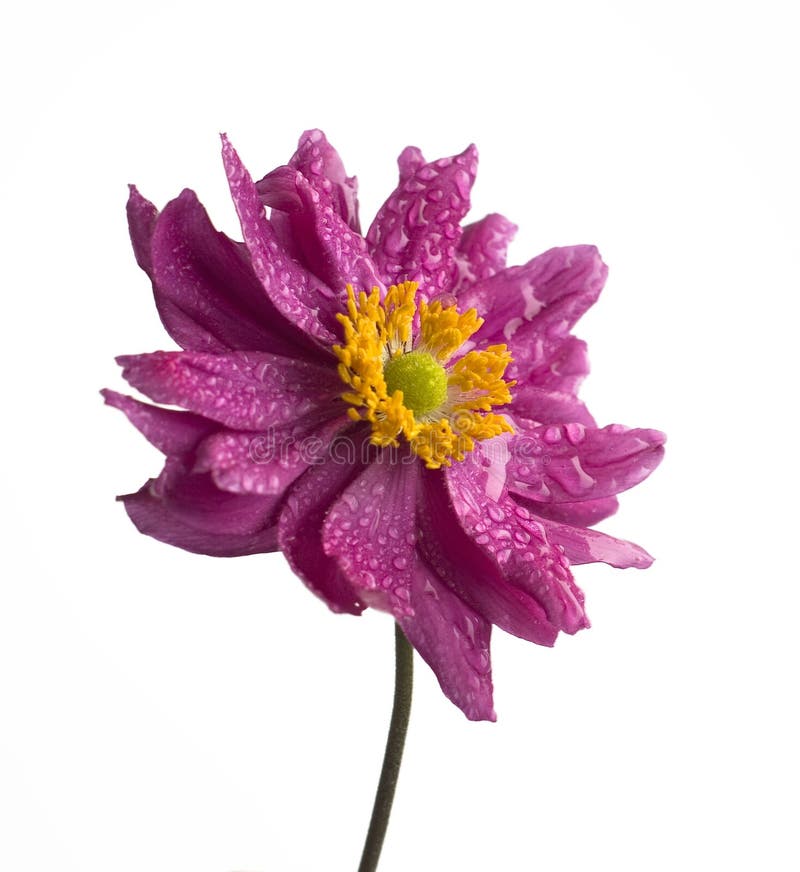 Flor Cor-de-rosa Da Margarida Imagem de Stock - Imagem de delicado ...