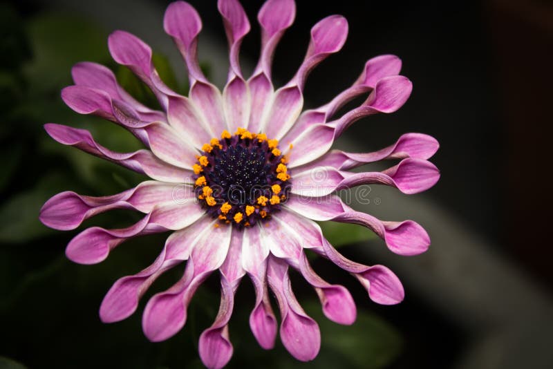 Flor Cor-de-rosa Da Margarida Africana Foto de Stock - Imagem de ...