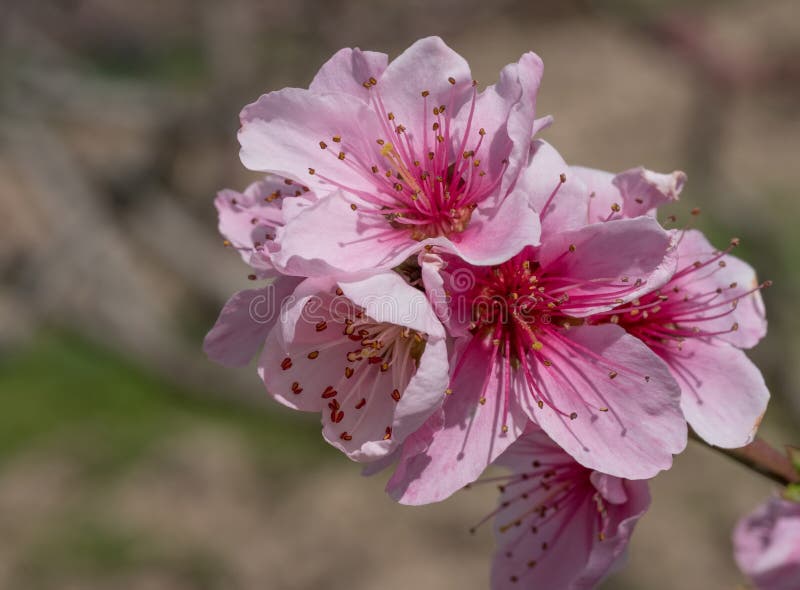 Flor Cor-de-rosa Da Pera Árvore De Pera Na Flor Flores Da árvore De ...