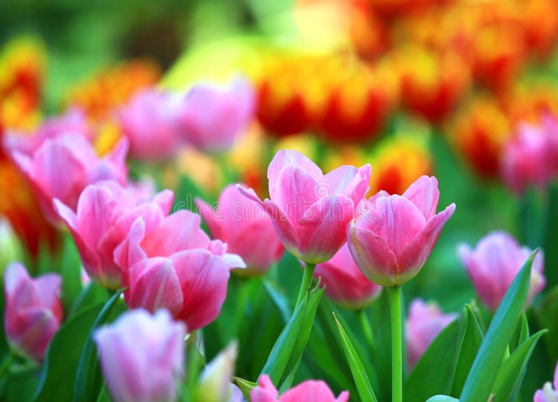 Flor cor-de-rosa da tulipa foto de stock. Imagem de floral - 28838796