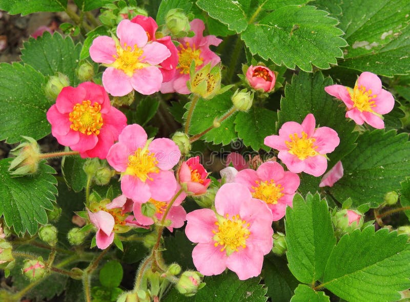Flor Cor-de-rosa Das Morangos Imagem de Stock - Imagem de jardim ...