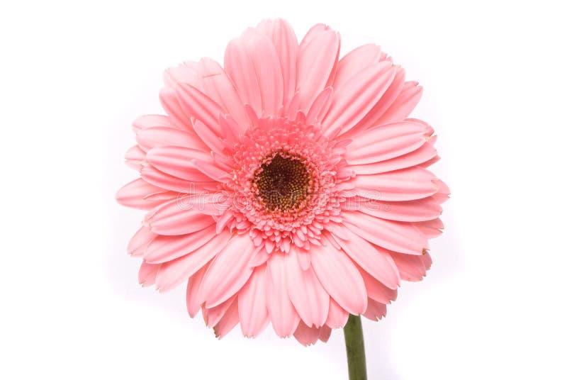 Flor Cor-de-rosa Do Gerbera Imagem de Stock - Imagem de fresco ...