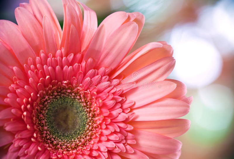 Flor Cor-de-rosa Do Gerbera Foto de Stock - Imagem de brilhante, pétala ...