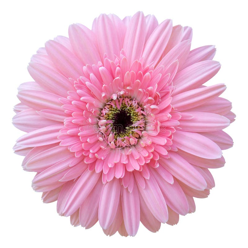 Flor Cor-de-rosa Do Gerbera Isolada No Branco Foto de Stock - Imagem de ...