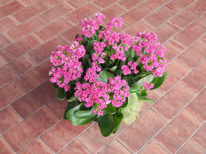 Flor Cor-de-rosa Do Kalanchoe Imagem de Stock - Imagem de jardim ...