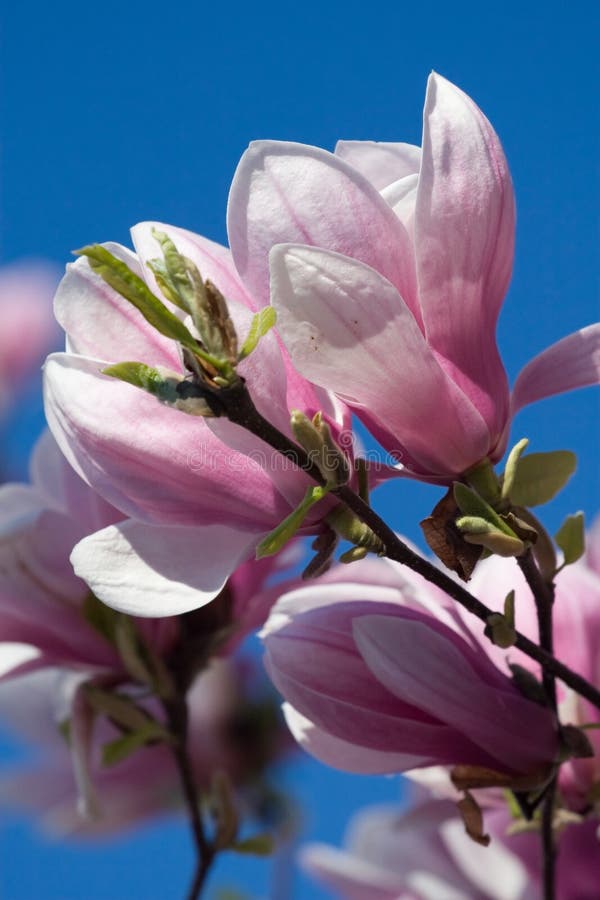 Flor Cor-de-rosa Do Magnolia Foto de Stock - Imagem de beleza, detalhe ...