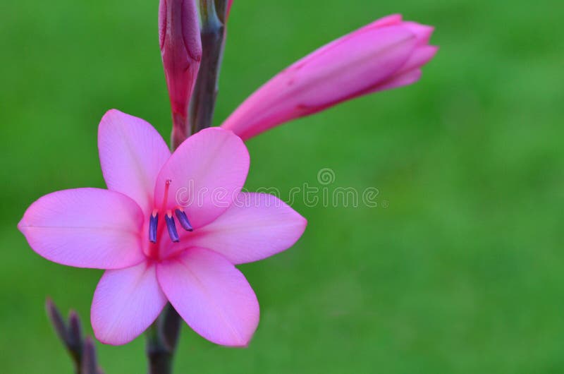 Flor Cor-de-rosa Do Tipo De Flor Imagem de Stock - Imagem de nave ...