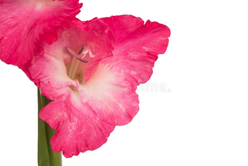 Flor Cor-de-rosa Do Tipo De Flor Isolada No Fundo Branco Imagem de ...