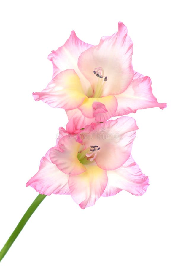 Flor Cor-de-rosa Do Tipo De Flor Foto de Stock - Imagem de floral ...