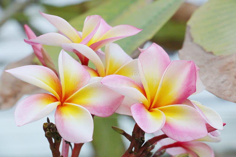 Flor Cor-de-rosa E Branca No Parque 115 Imagem de Stock - Imagem de ...