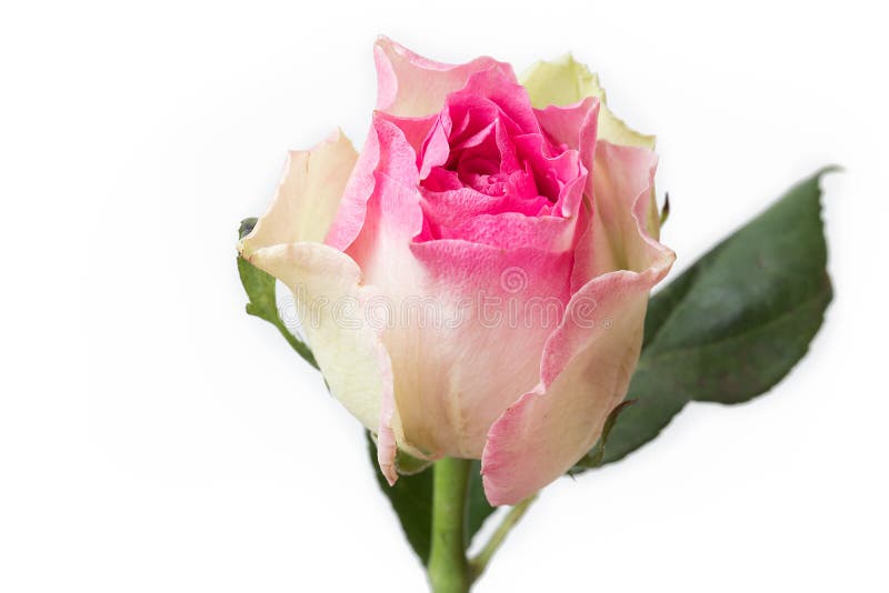 Flor Cor-de-rosa E Cor-de-rosa Imagem de Stock - Imagem de folha ...