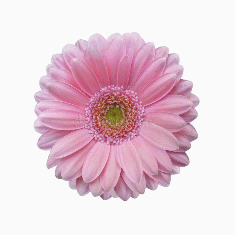 Gerbera rosa claro isolada imagem de stock. Imagem de colorido - 50756539