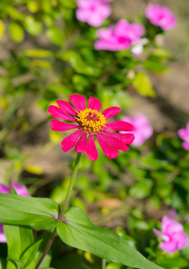 Flor Cor-de-rosa No Jardim, Fundo Natural Foto de Stock - Imagem de ...