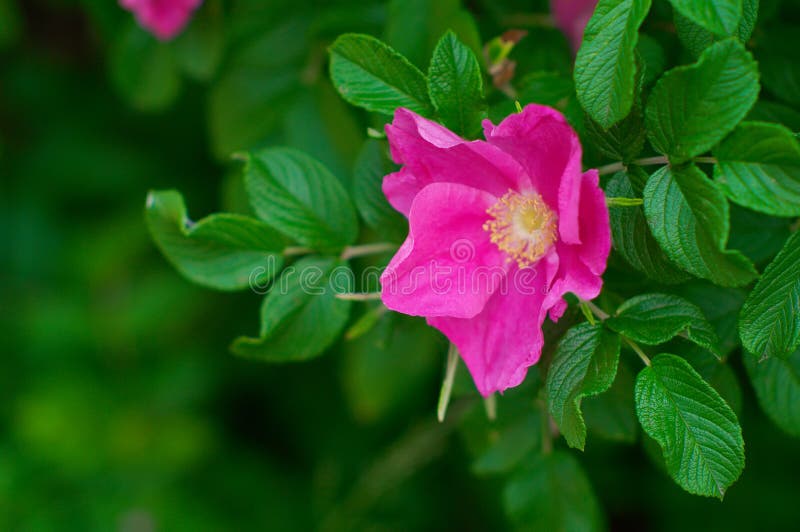 Flor Cor-de-rosa Selvagem Brilhante Foto de Stock - Imagem de selvagem ...