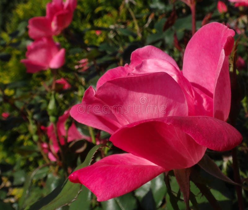 Flor Cor-de-rosa Selvagem De North Carolina Foto de Stock - Imagem de ...