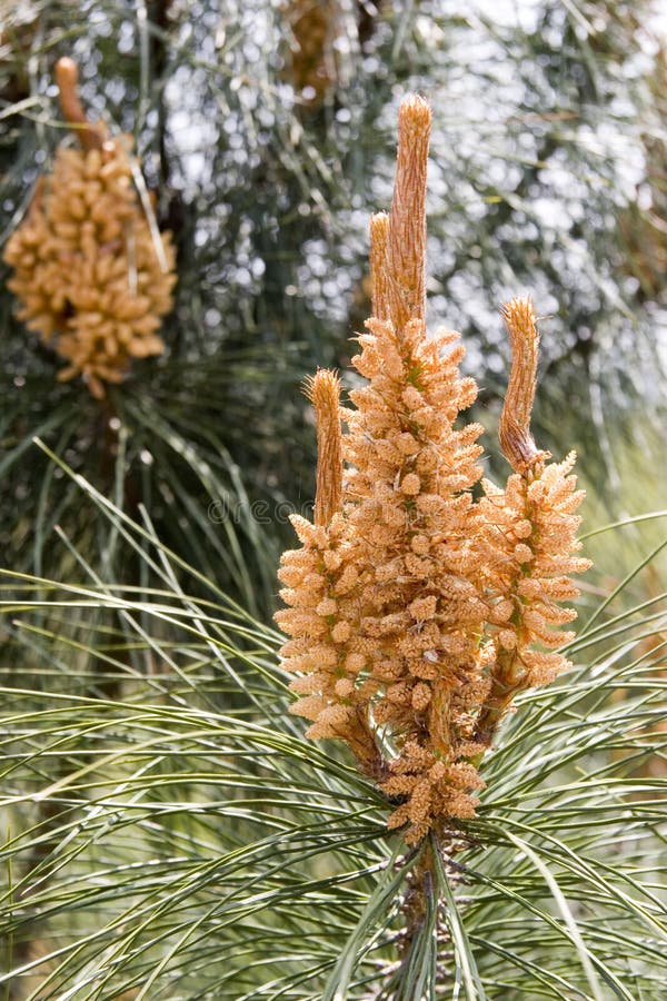 Flor do pinheiro imagem de stock. Imagem de pinheiro - 94972865