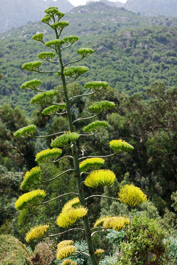 Flor da agave imagem de stock. Imagem de amarelo, mediterrâneo - 26389625
