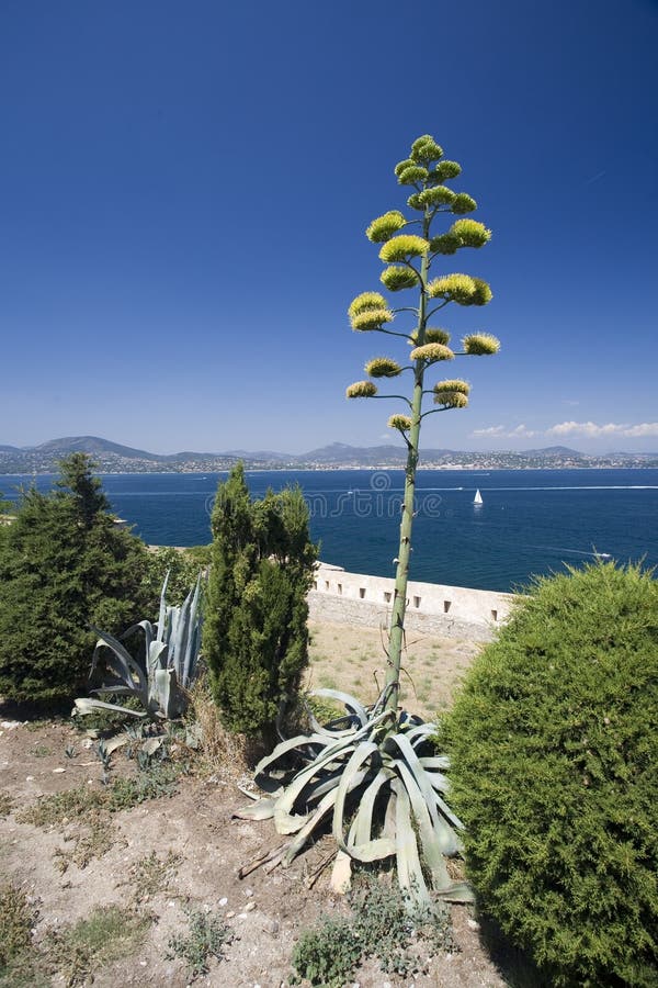 Flor da agave foto de stock. Imagem de riviera, vela, agave - 6564158