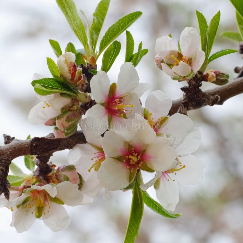 Primavera Da Flor Da Amêndoa Foto de Stock - Imagem de árvore, verão ...