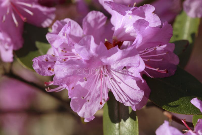 Flor da azálea foto de stock. Imagem de flores, planta - 732662