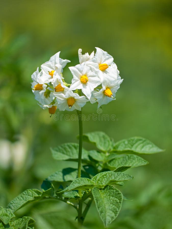 Flor da batata foto de stock. Imagem de amarelo, planta - 10258548