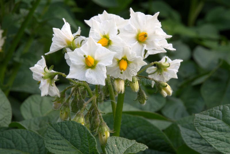 Flor da batata foto de stock. Imagem de amarelo, alimento - 118723428