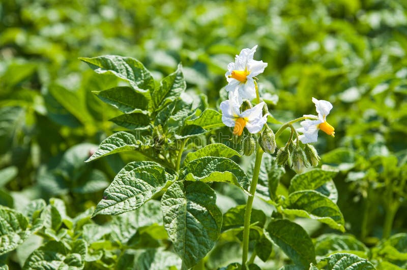 A flor da planta de batata foto de stock. Imagem de estame - 27849942