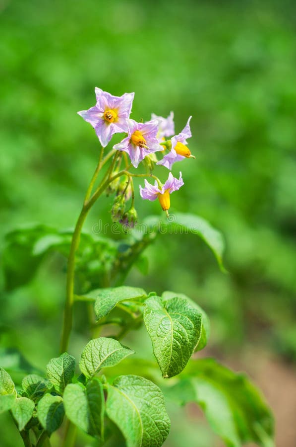 Flor da batata foto de stock. Imagem de amarelo, alimento - 118723428