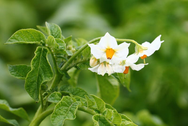 Flor da batata imagem de stock. Imagem de estame, floral - 25554863