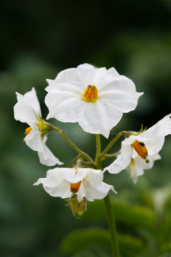 Flor da batata foto de stock. Imagem de batata, produto - 9629266